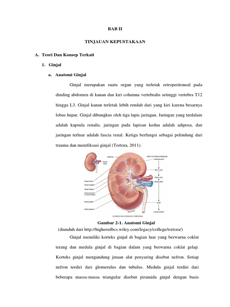 Anatomi dan Fisiologi Ginjal serta Gagal Ginjal | PDF | Pengembangan Diri