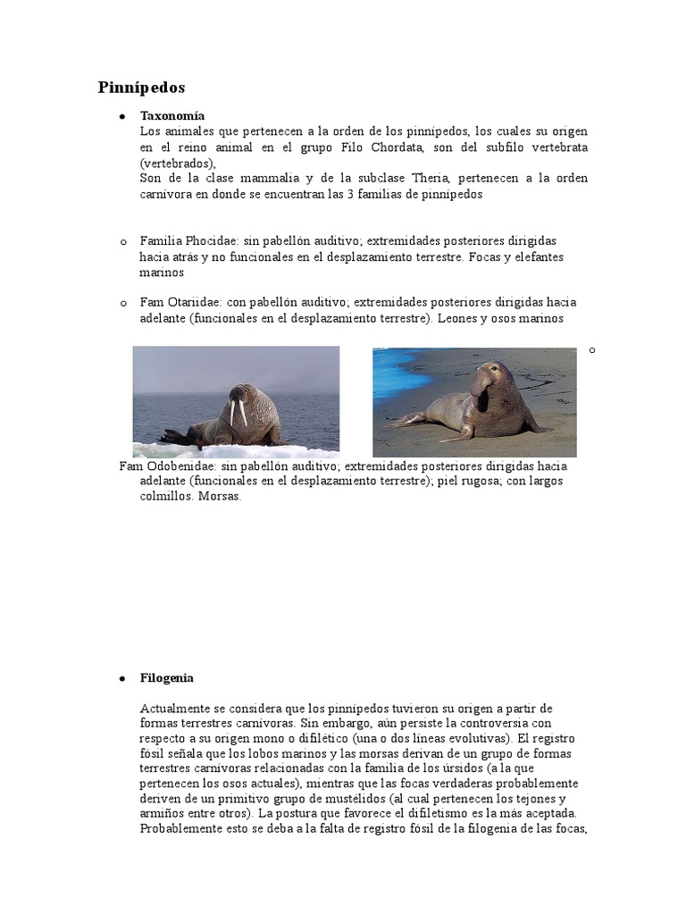 Pinnipedos | PDF | Mamíferos | Pinnípedo