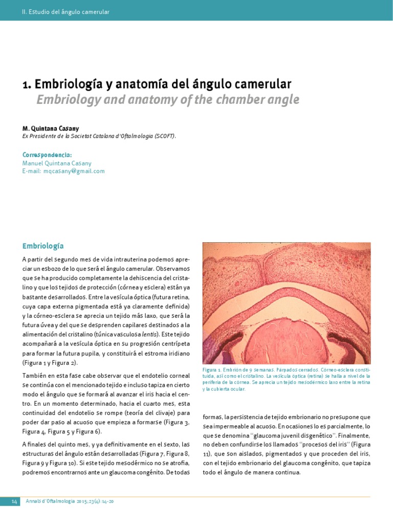Embriologia y Anatomia Del Angulo Camerular | PDF | Músculo | Glaucoma