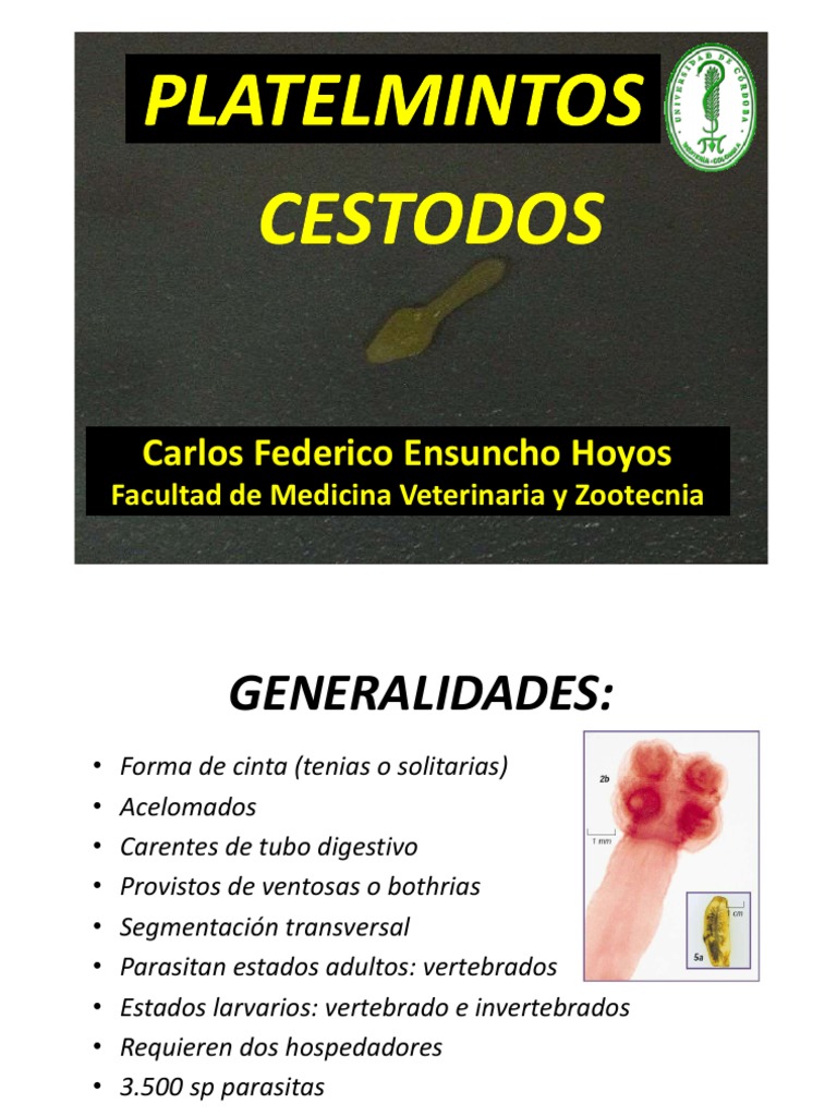 Ciclo de vida y características generales de los cestodos del orden ...