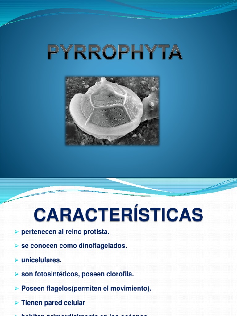 PYRROPHYTA | PDF