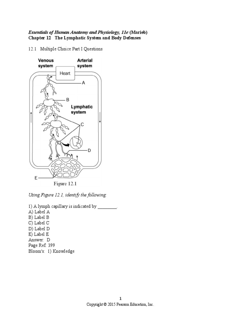 Urinary System Test Bank | PDF | Lymphatic System | Lymph