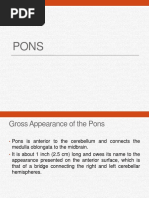 Anatomy and Function of the Pons | PDF | Brainstem | Human Anatomy