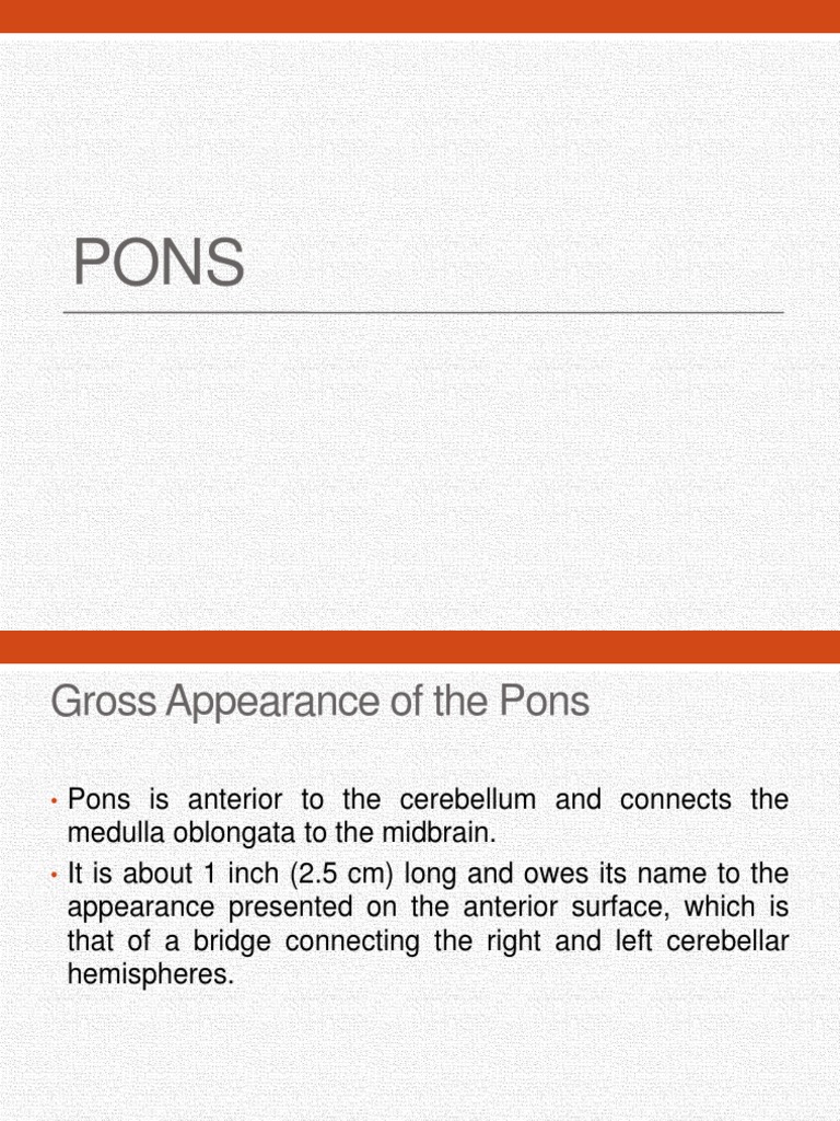 PONS: Neuroanatomy | PDF | Organ (Anatomy) | Brainstem