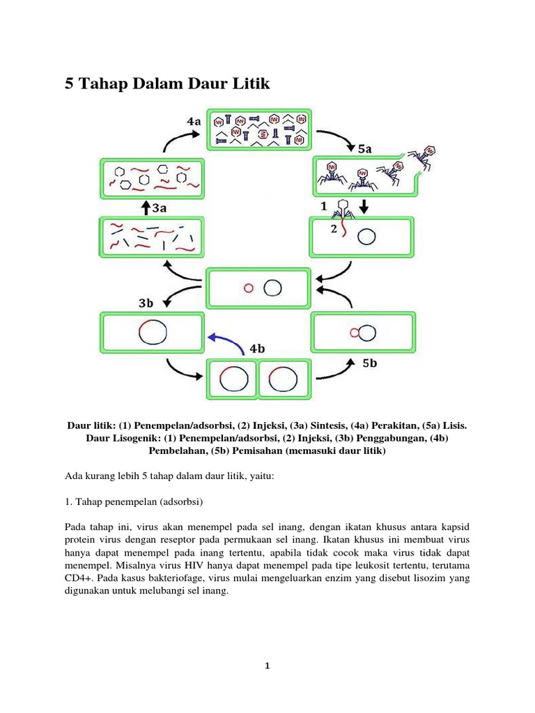 5 Tahap Dalam Daur Litik | PDF