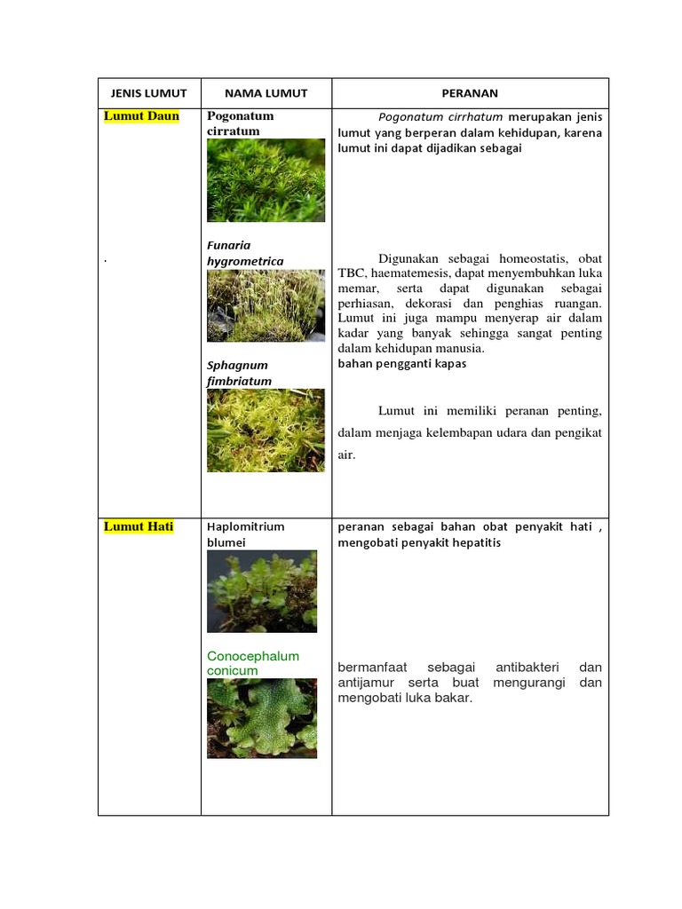 Jenis Lumut | PDF