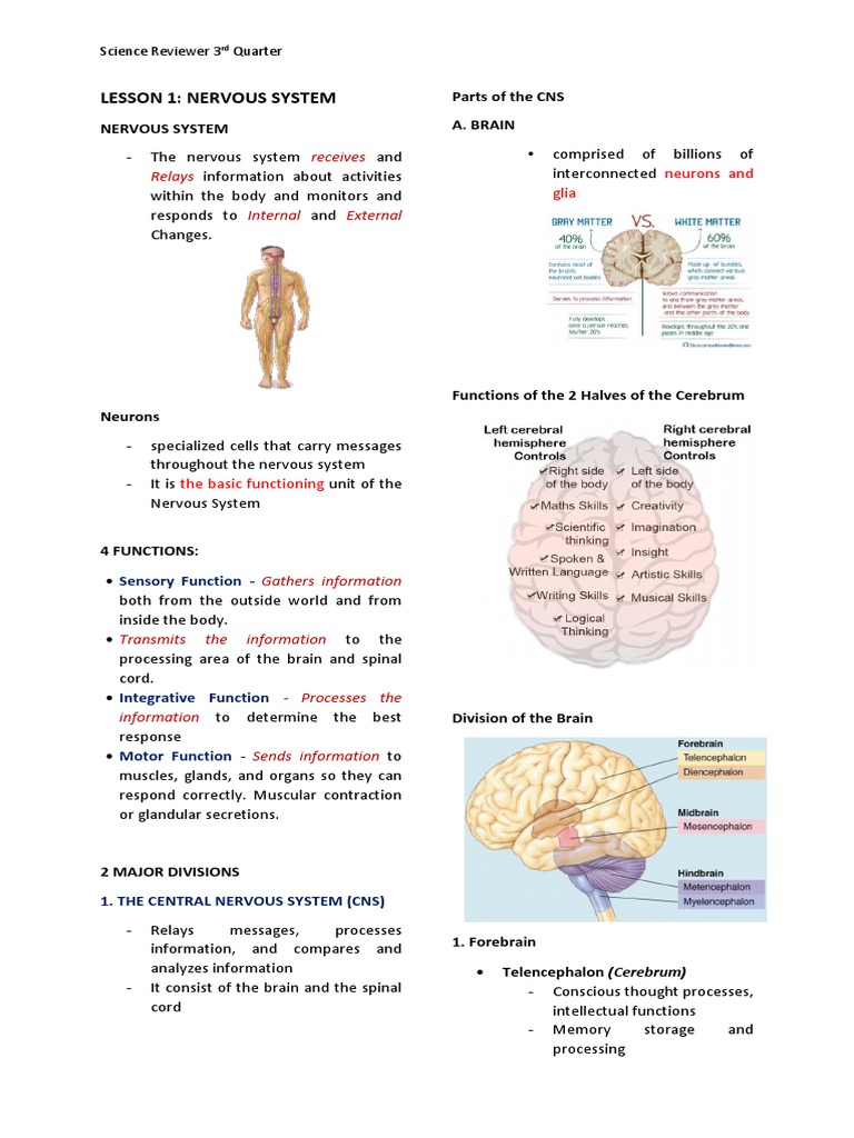 Science-Reviewer-3rd-Quarter For Grade 10 Biology | PDF | Motor Neuron ...