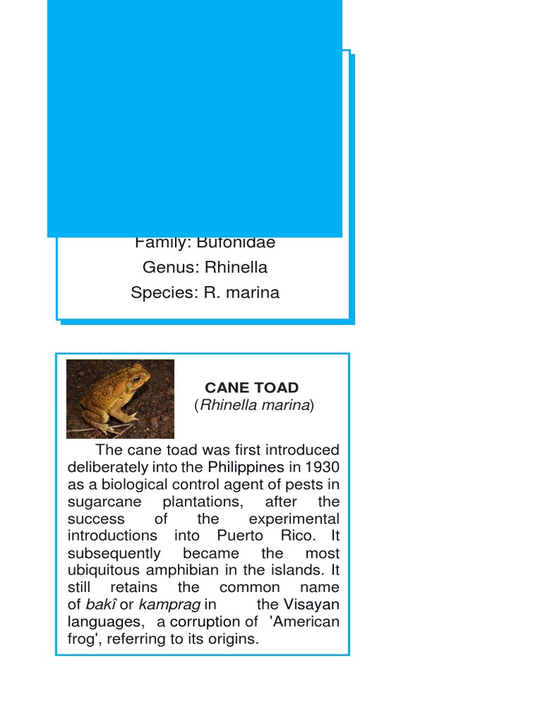 Classification and Introduction of the Invasive Cane Toad into the ...