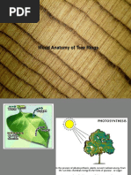 Types of Natural Wood Defects | PDF | Wood | Lumber
