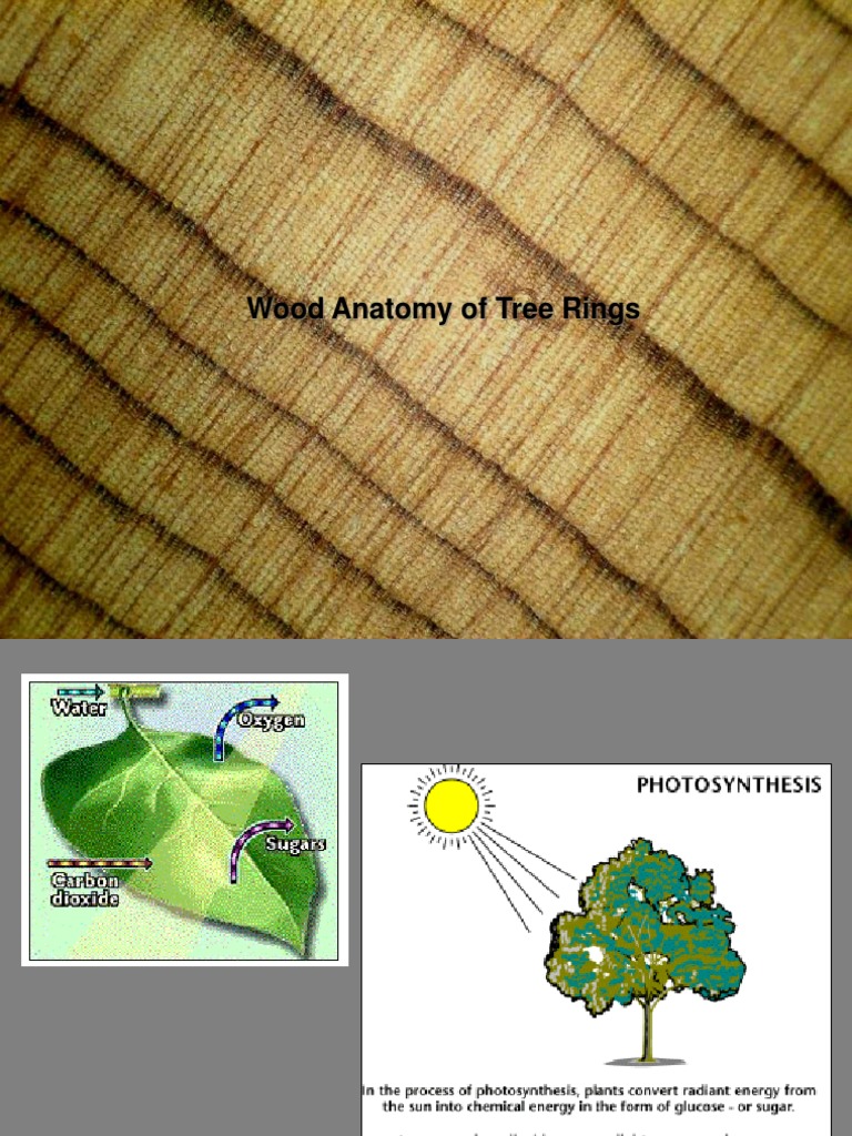 Wood Anatomy | PDF | Wood | Trees