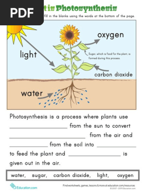Photosynthesis Process Worksheet