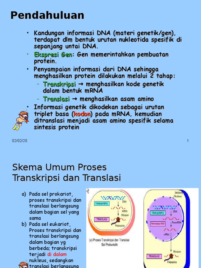12 Transkripsi Dan Translasi DNA | PDF