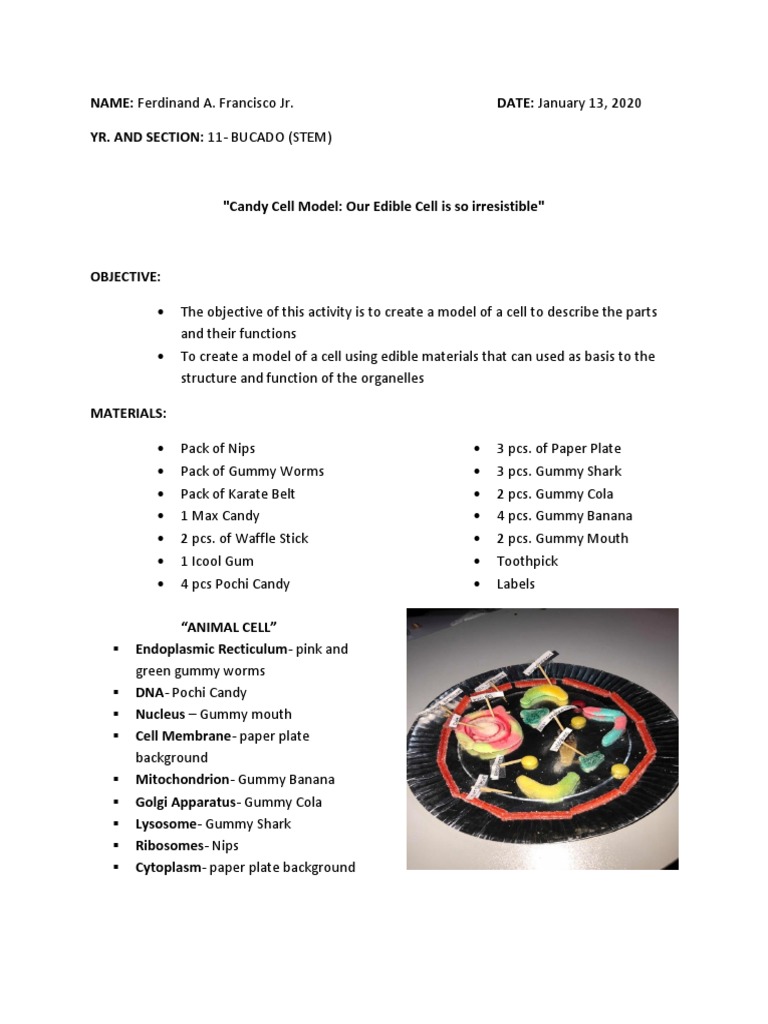 Edible cell model candy science project | PDF | Endoplasmic Reticulum ...