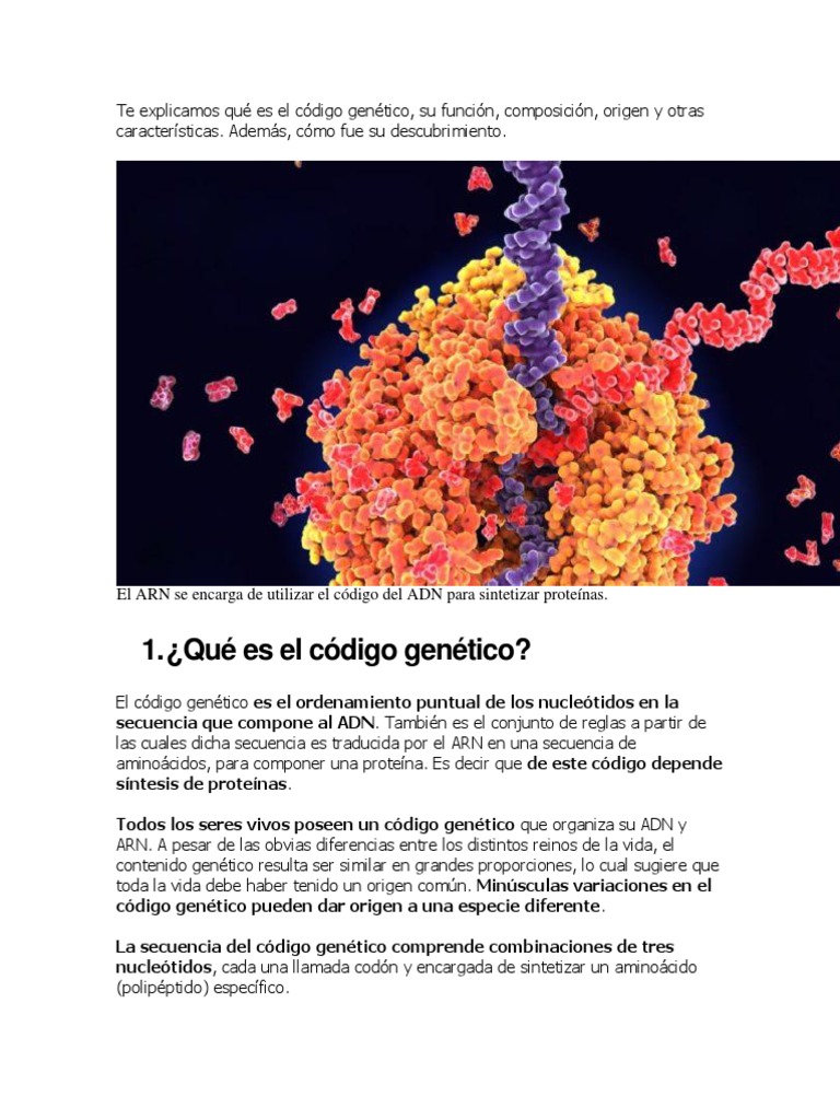 Te Explicamos Qué Es El Código Genético | PDF | Codigo genetico | Genética