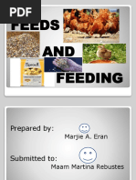 Medicine Chart For Chickens | PDF | Candidiasis | Medical Diagnosis