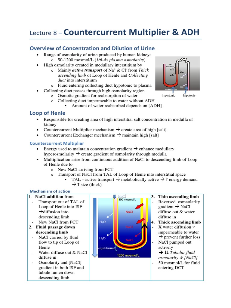 Countercurrent Multiplier and ADH | PDF | Anatomy | Kidney