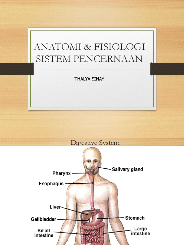 Anatomi Fisiologi Sistem Pencernaan | PDF