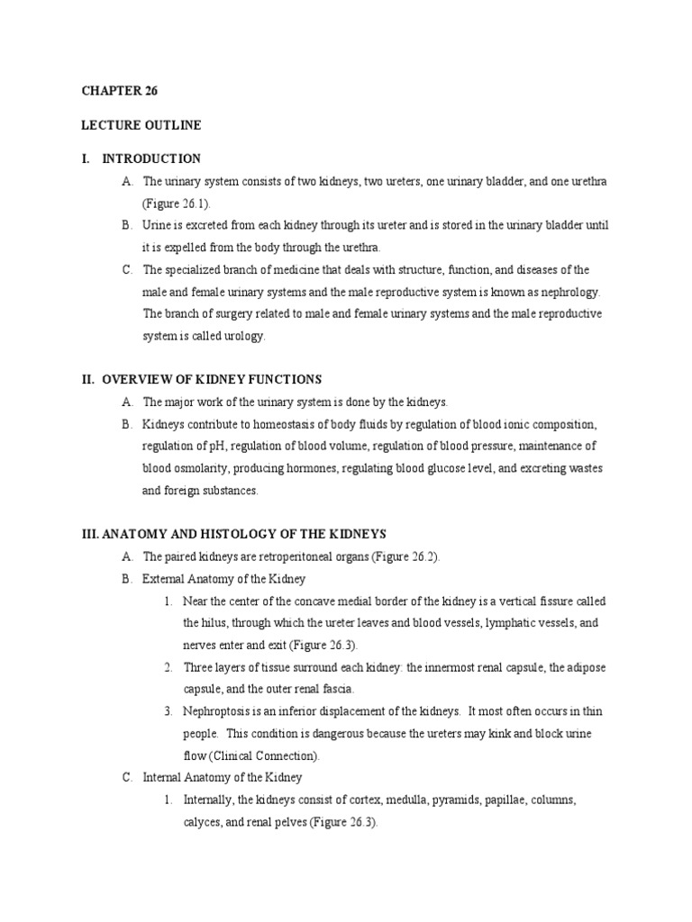 Anatomy and Physiology: The Urinary System | PDF | Kidney | Urinary System