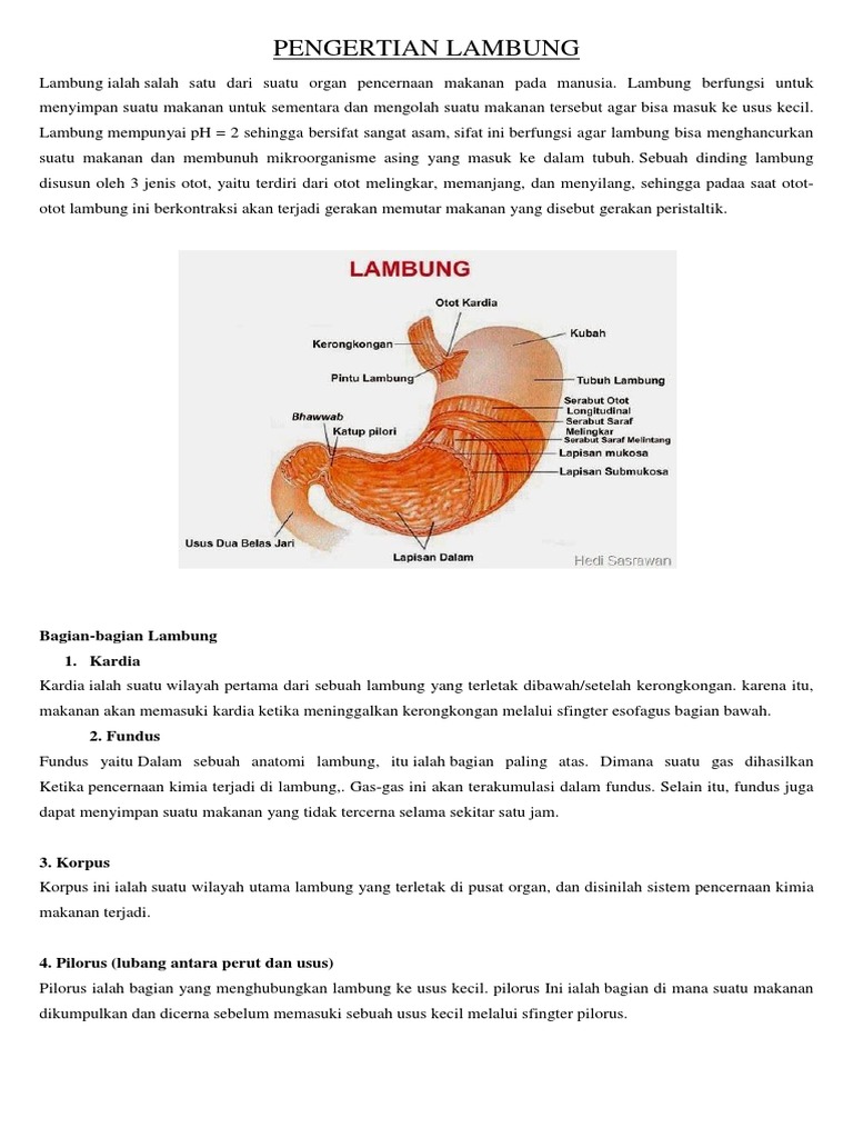 Pengertian dan Fungsi Lambung Manusia | PDF | Kesehatan Holistik
