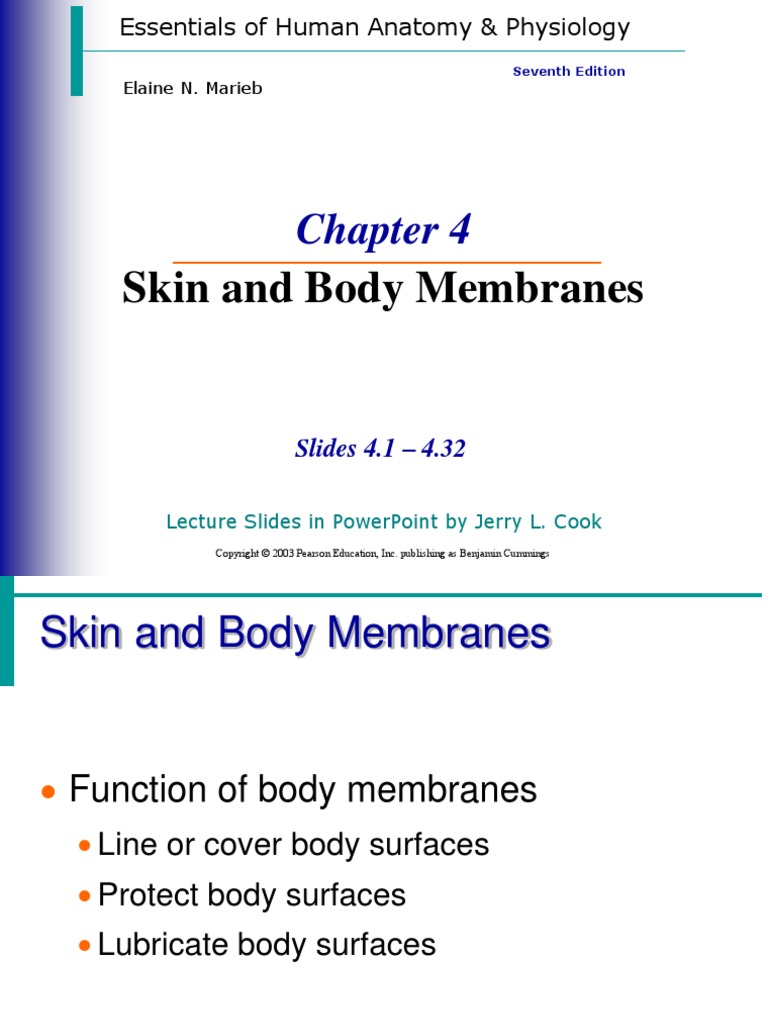 Ch04 EHAP-Lect | PDF | Skin | Epithelium