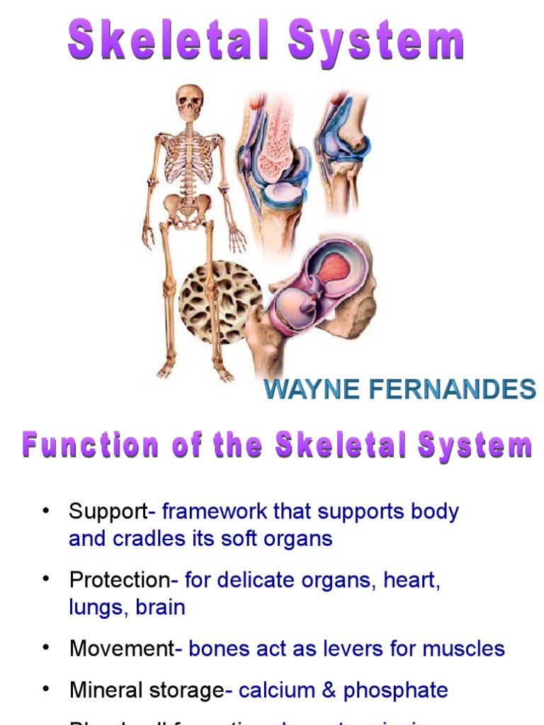 Skeletal Framework | PDF | Bone | Pelvis