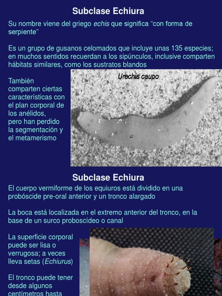 Clase Echiura 2018 | PDF | Protostomas | Biología