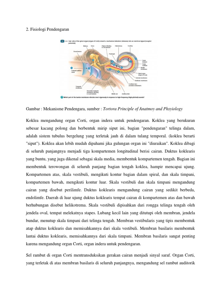 Fisiologi Pendengaran | PDF | Seni