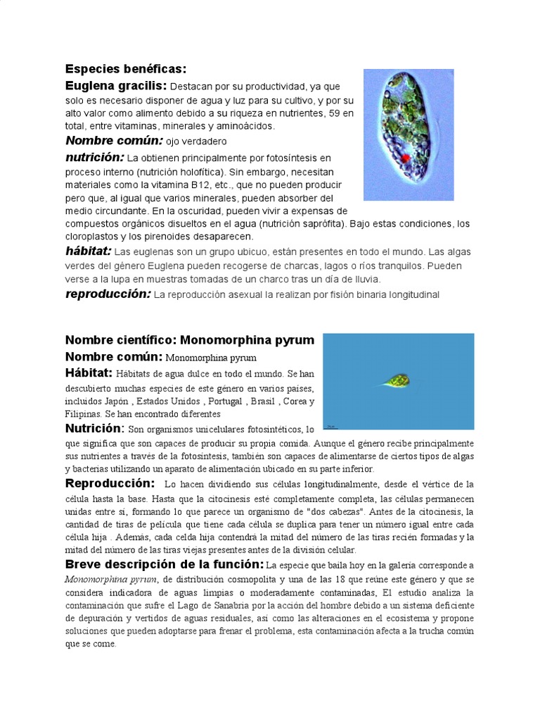 Euglenas | PDF | Algas | Nutrición