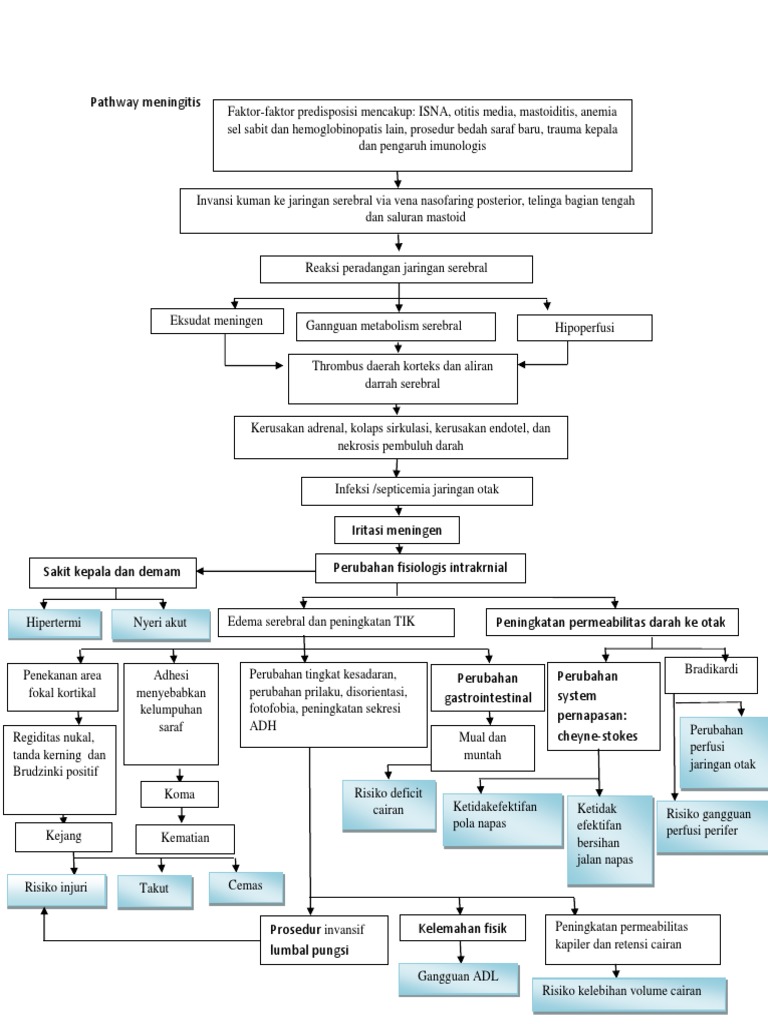 Pathway Meningitis | PDF