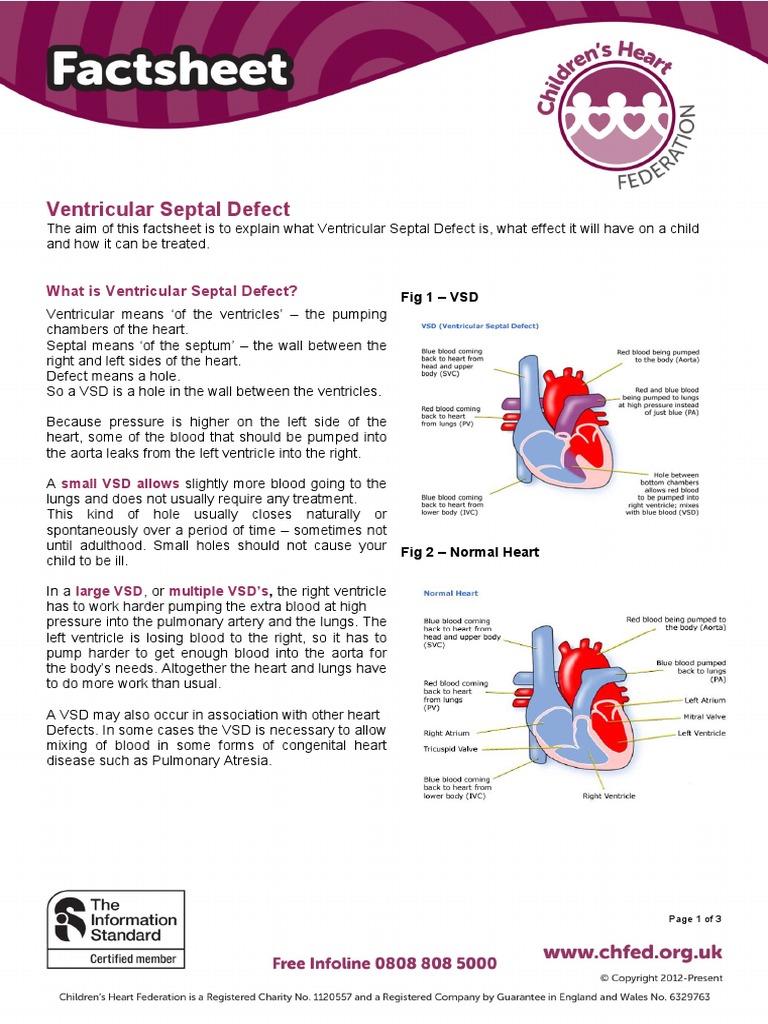 Ventricular Septal Defect VSD Factsheet | PDF | Ventricle (Heart ...