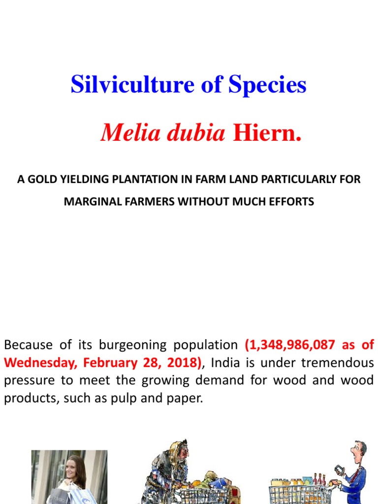 Melia Hebbavu | PDF | Eucalyptus | Wood Veneer