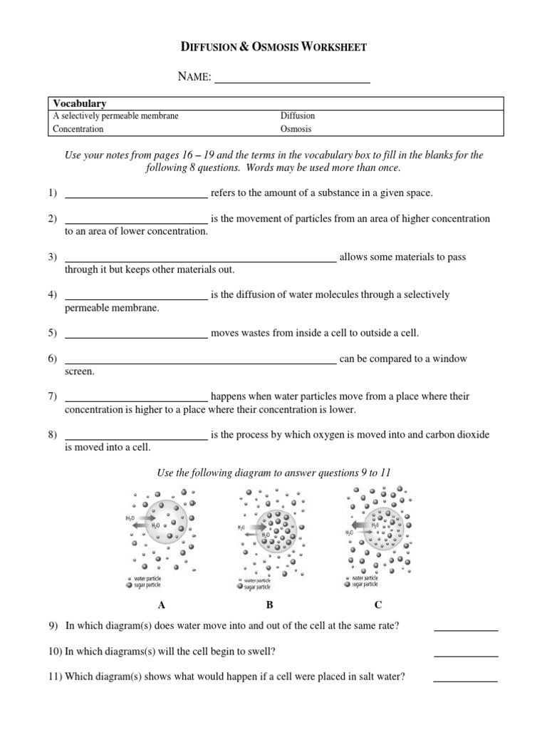 Diffusion and Osmosis Worksheet | PDF | Osmosis | Chemistry