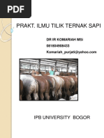 7 Jenis Sapi Di Indonesia Beserta Gambar | PDF