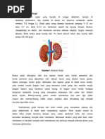 Anatomi Dan Fisiologi Ginjal | PDF