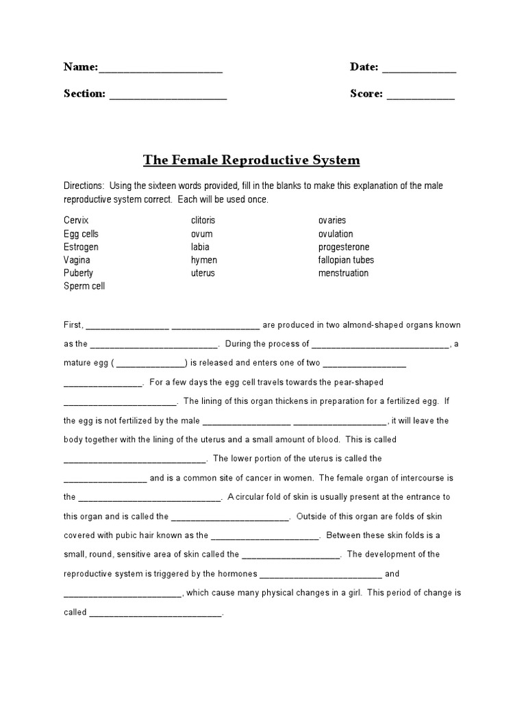 Reproductive System Worksheet | PDF | Reproductive System | Mammal ...