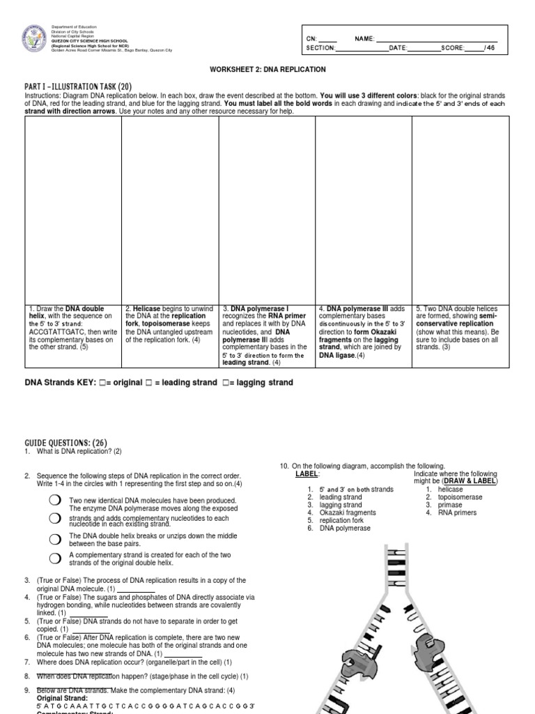 Worksheet 2 - DNA Replication (Short Size) PDF | PDF | Dna Replication ...