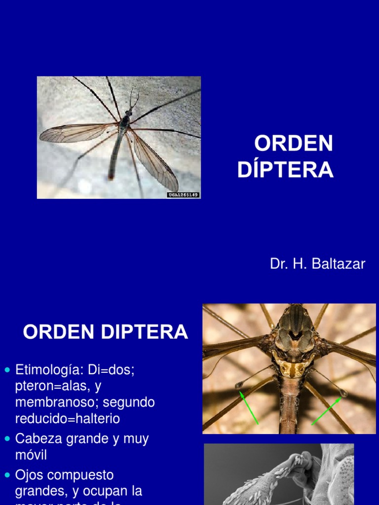 Orden Diptera PDF | PDF