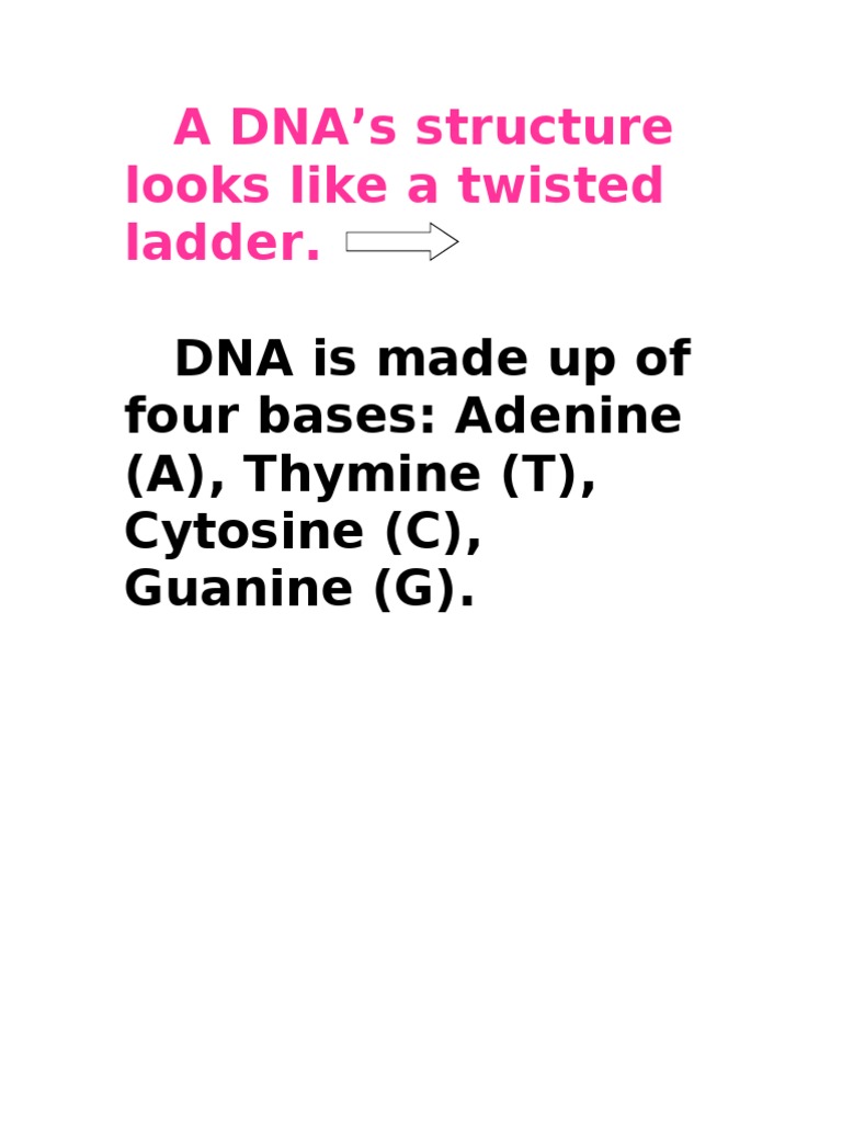 Understanding DNA Structure and Function | PDF