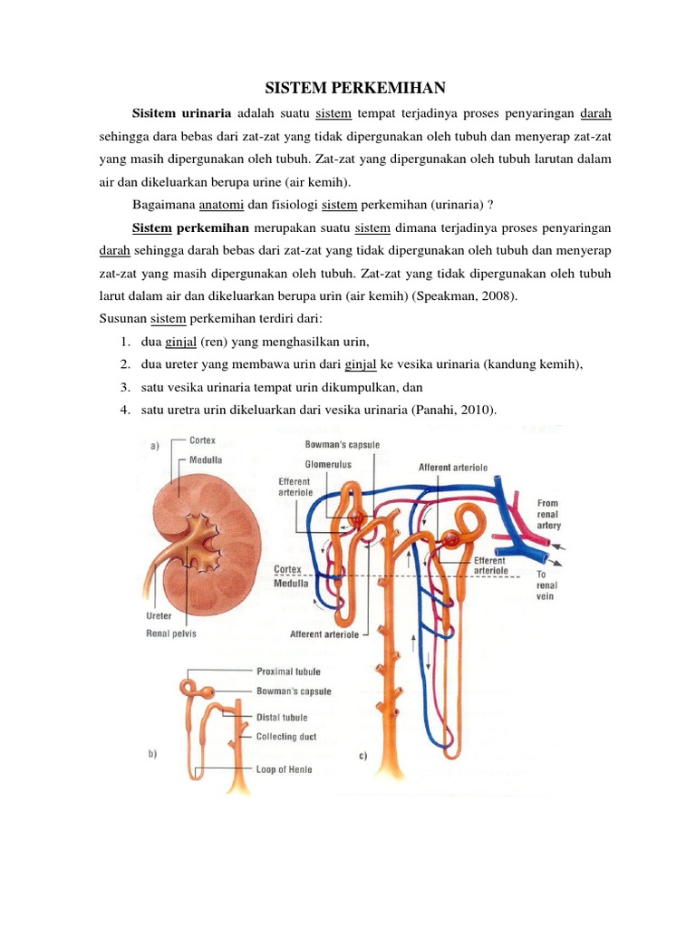 Fisiologi dan Anatomi Sistem Perkemihan | PDF