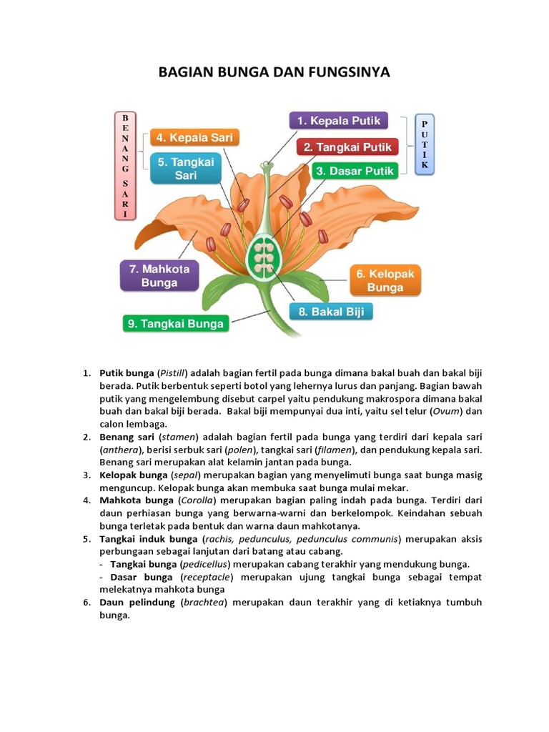 Bagian Bunga Dan Fungsinya | PDF