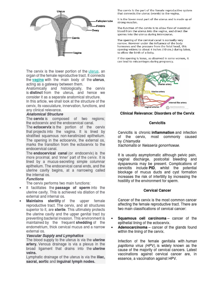 Cervix Information | Download Free PDF | Uterus | Vagina