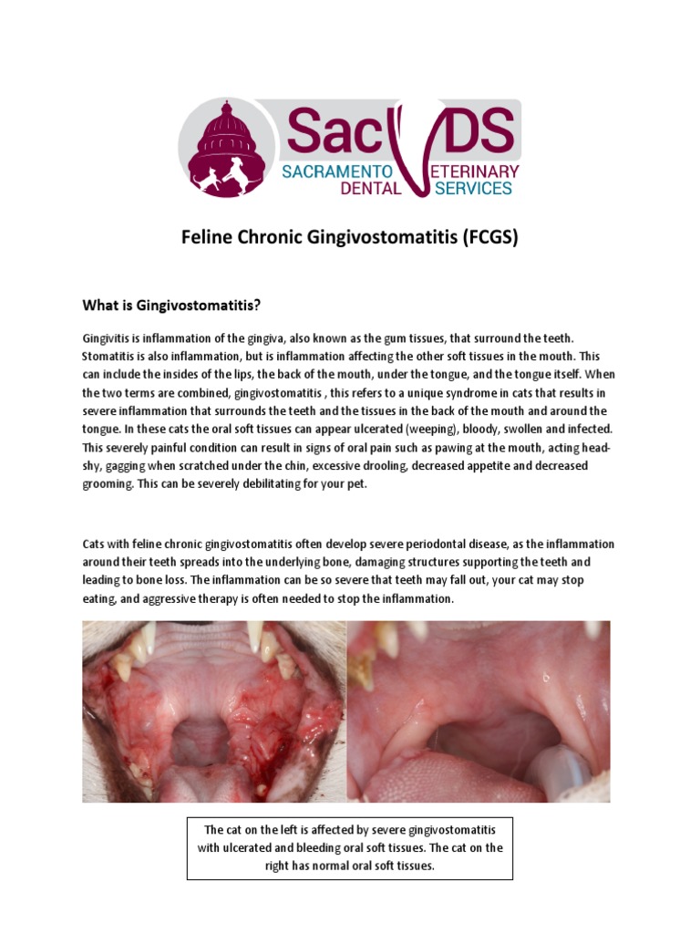 Feline Chronic Gingivostomatitis | PDF | Dentistry | Diseases And Disorders