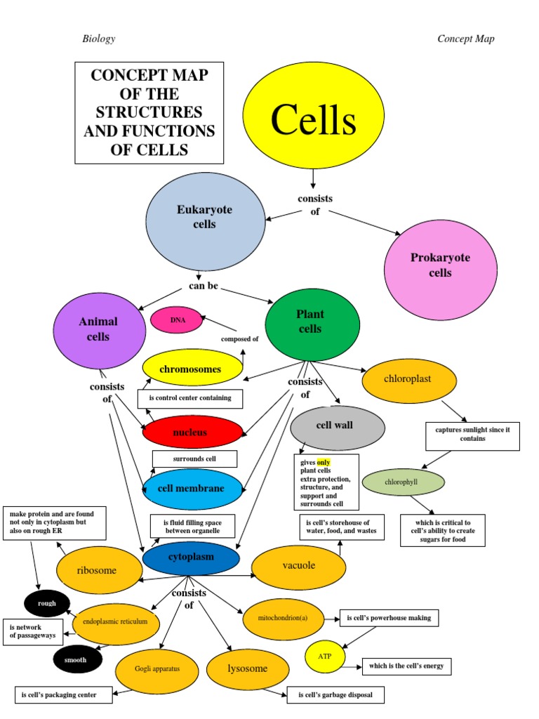 Completed Concept Map PDF | PDF | Endoplasmic Reticulum | Cell (Biology)