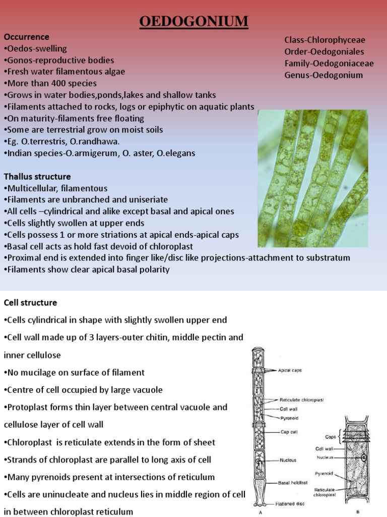 Oedogonium.pptx | Biology | Biological Interactions
