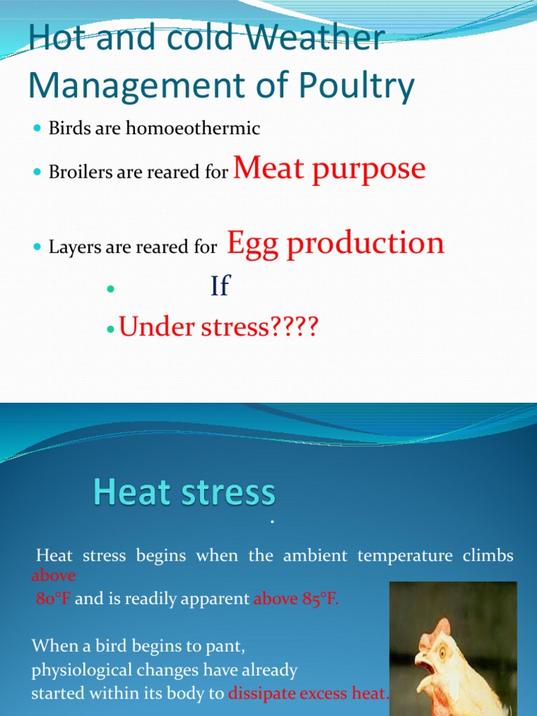 Hot Weather Management of Poultry | PDF | Thermoregulation | Heat Transfer