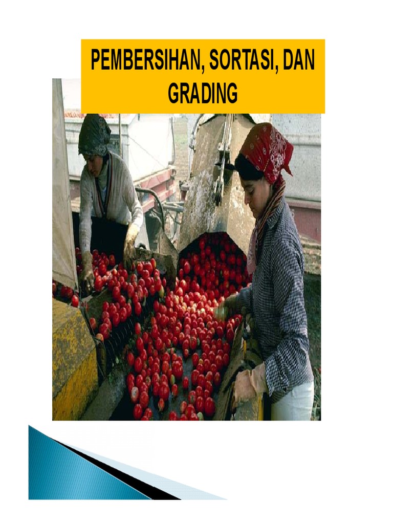 Pembersihan, Sortasi, Dan Grading PDF | PDF