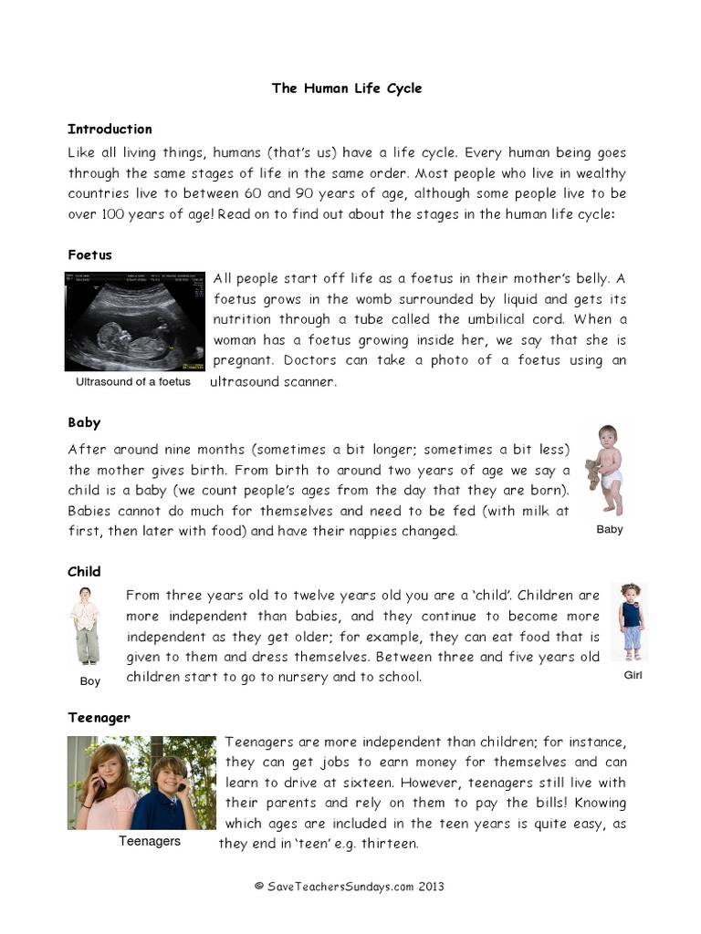 Life Cycle Of A Human Baby