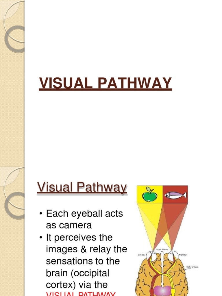 Visual Pathway | PDF | Visual System | Cerebral Cortex