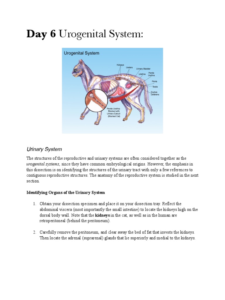 Cat Urogenital System Dissection Guide | PDF | Uterus | Urinary Bladder