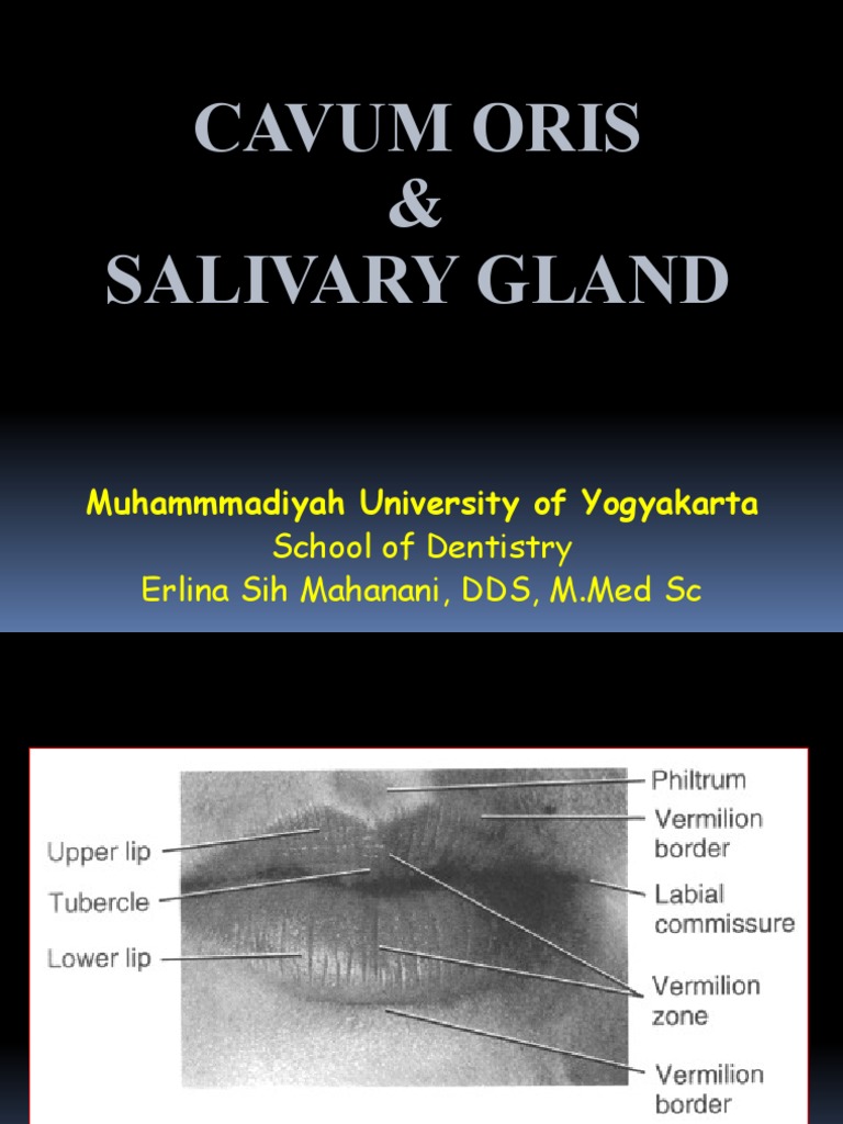 Cavum Oris Blok 3 PDF | PDF | Epithelium | Anatomy